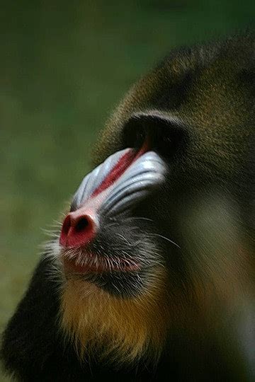 A Tired Monkey Thinking Ape Illustration Rectangular Vector Ape