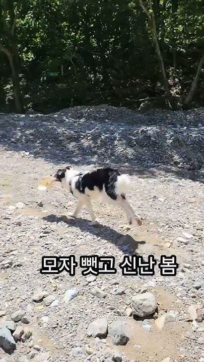 보더콜리 산책 모자 Youtube