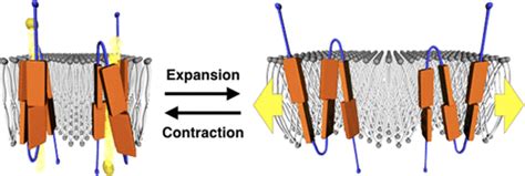 机械敏感的合成离子通道journal Of The American Chemical Society X Mol