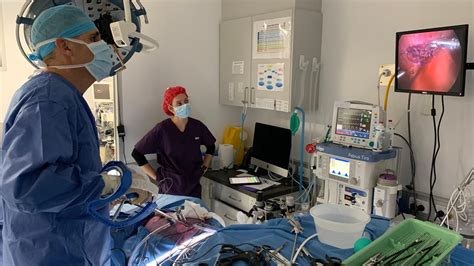 What Is Dog Gastropexy Surgery