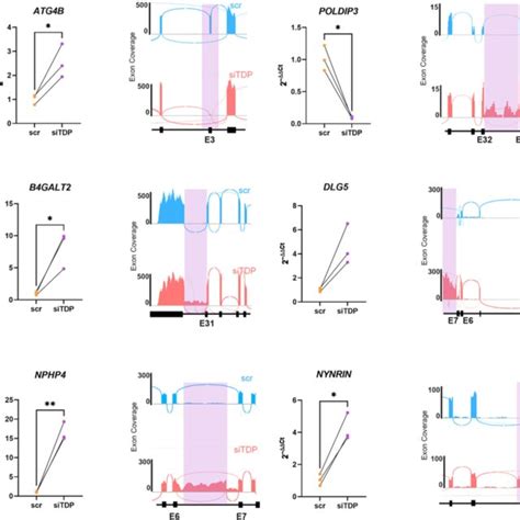 Validation Of Differential Exon Usage Events In Human Brain Pericytes