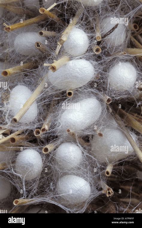Bombyx Mori Cocoon