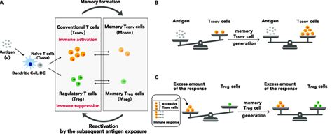 Scheme Of The Predictive Immune Memory Model A Population Dynamics