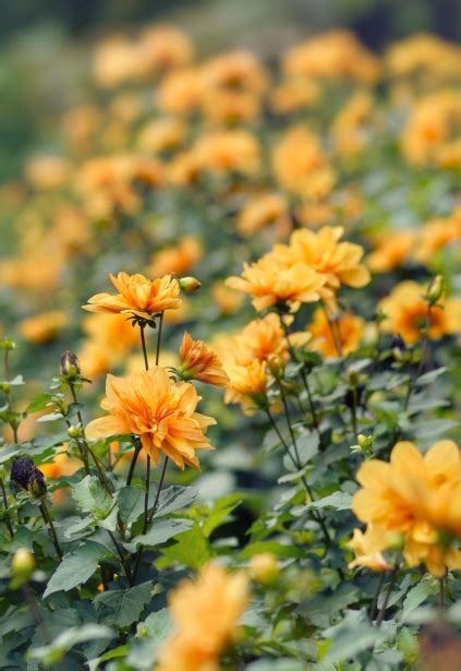 Dahlia Flowers Orange Petals Free Stock Photo Public Domain Pictures