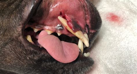 What Dogs Gums Bleeding Indicate Ask Fido