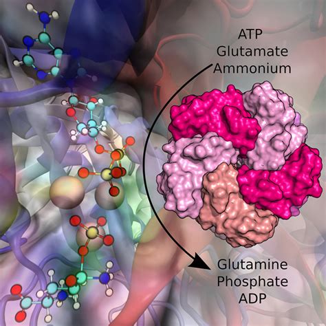 Glutamine Synthetase Structure‐catalysis Relationship—recent Advances And Applications Dos