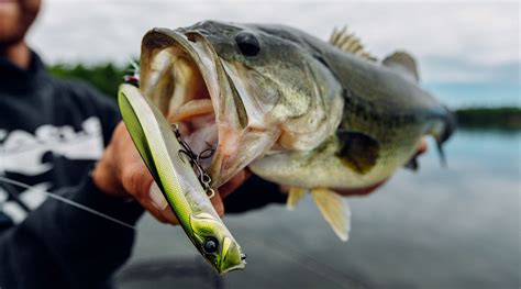 Giant Largemouth Bass The Best Big Bass Month March