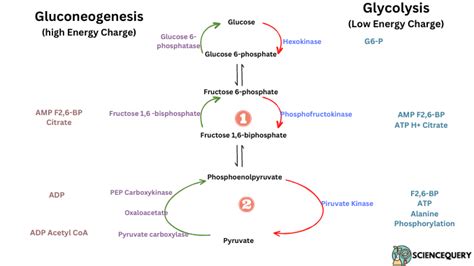 Glycolysis Cycle