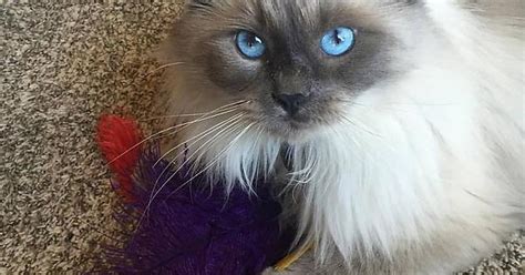 Kahlua Album On Imgur