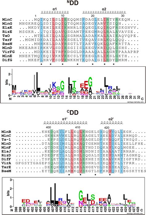 Structural Investigation Of The Docking Domain Assembly From Trans At Polyketide Synthases