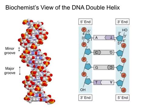 Ppt Biochemists View Of The Dna Double Helix Powerpoint Presentation Id 2768895