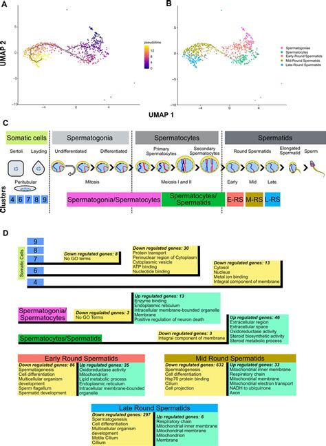 Frontiers | Spermiogenesis alterations in the absence of CTCF revealed by single cell RNA sequencing