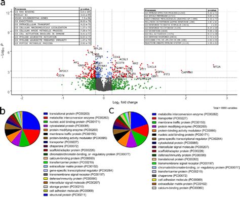 proteomic analysis volcano plot a shows the comparison of the