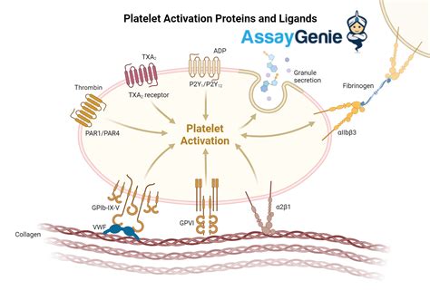 Platelet Adhesion Proteins And Ligands Key Players In Hemostasis And Thrombosis Assay Genie