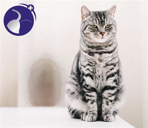 Feliway Calming Pheromone Diffusers For Cats And Felines