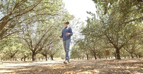 Sex Radiation And Mummies How Farms Are Fighting A Pesky Almond Moth