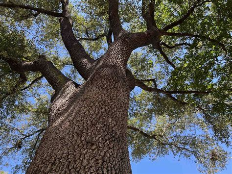 transfer learning with a one dimensional signal by justin mackie