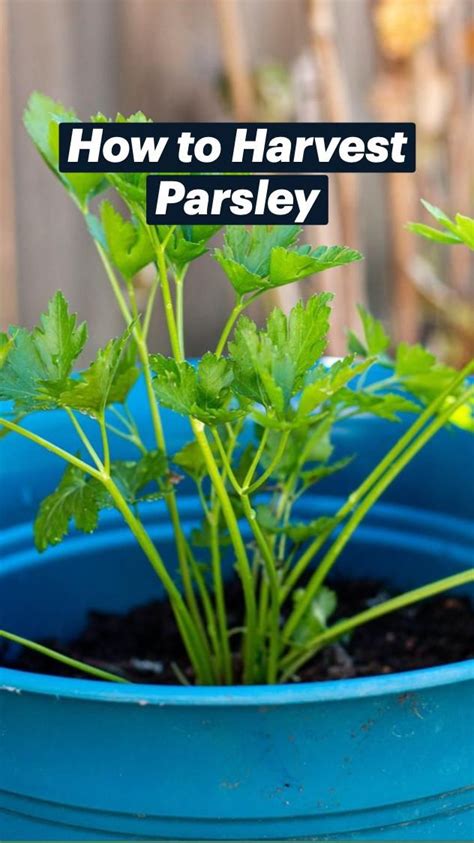 How To Harvest Parsley Artofit