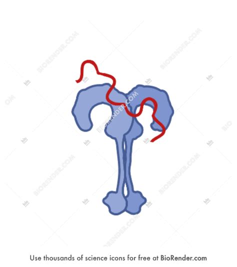 Free Tlr Bound To Ssrna Icons Symbols And Images Biorender