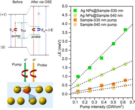 Dynamically Tunable Circularly Polarized Selectivity In Plasmon