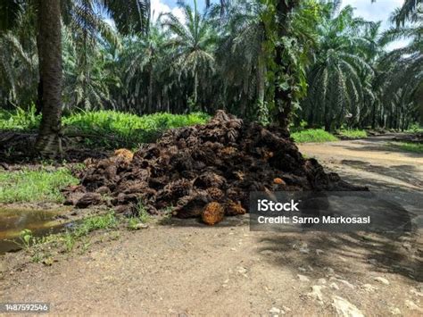 칼리만탄 농장의 오일 팜 폐기물 은 유기 비료로 바뀝니다 0명에 대한 스톡 사진 및 기타 이미지 0명 갈색 기름 야자 Istock