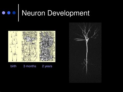 The Nervous System Ppt Download