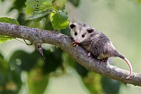 حیوانات وحشی