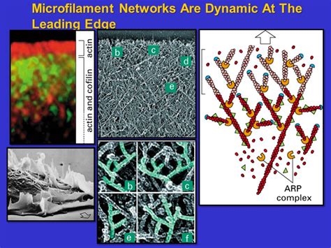 Lectures 21 And 22 The Cytoskeleton Microfilaments Essential