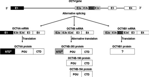 the schematic structure of human oct4 gene oct4 gene can generate