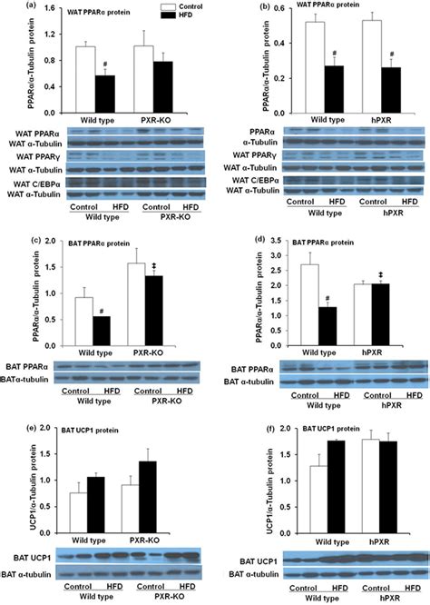 Immunoblot Analysis Of Adipose Tissue Ppar Ppar C Ebp And Ucp1 In Download Scientific