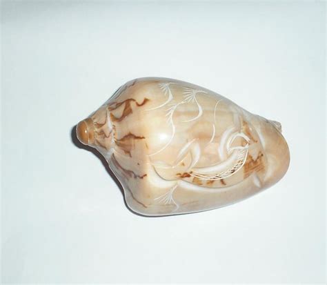 Ракушка — цена 200 грн в каталоге Декоративные элементы Купить товары для дома и быта по