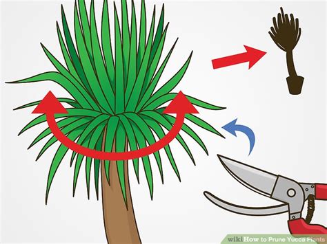 Ways To Prune Yucca Plants WikiHow