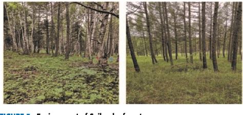 Figure 1 From Extraction Of Forestry Parameters Based On Multi Platform