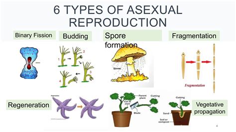 Q2 Lesson 6 Types Of Asexual Reproductionpptx