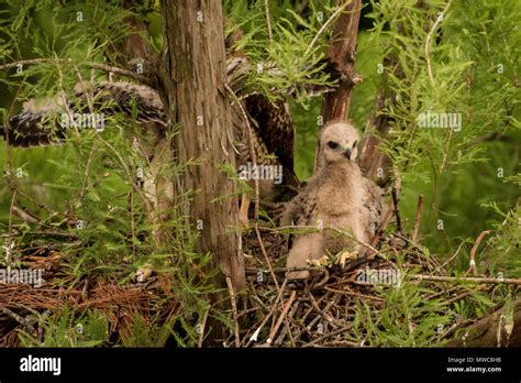 A Red Tailed Hawk Buteo Jamaicensis Peering Out Of Its Nest It Will Be A Long Time Before It