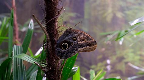 Ball Python Stock Video Footage For Free Download