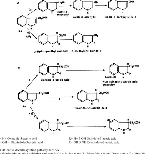 Figure 1 From Production And Metabolism Of Indole Acetic Acid Iaa By