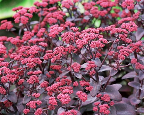 Sedum Xenox Bare Roots — Buy Dusky Pink Stonecrop Online At Farmer Gracy Uk