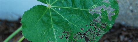 Hollyhock Leaves Look Like Lace Melinda Myers