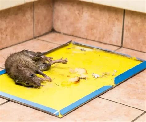 Rat Trap At ₹ 13piece In Indore Id 2855576580555