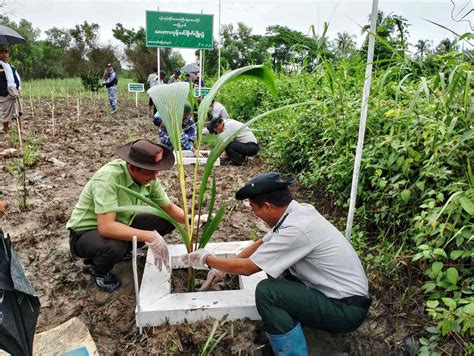 ဒလမြို့နယ်တွင် မိုးရာသီ လေကာအုန်းပင်စိုက်ပျိုးပွဲ ကျင်းပ Information And Public Relations