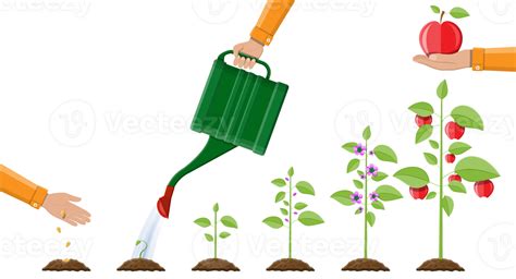 Crecimiento De Planta Desde Brote A Fruta 35775010 Png