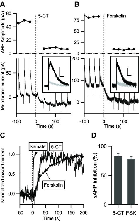A B In Intralaminar Thalamic Nuclei The I Sahp And The Tonic Outward Download Scientific