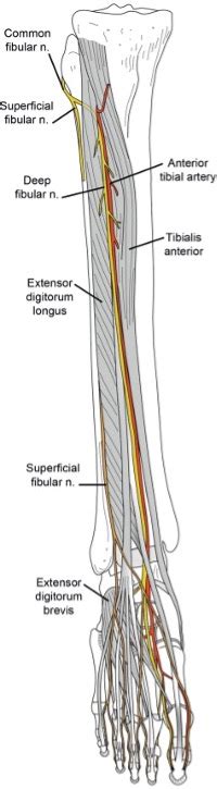 Tib Fib Fracture Requiring Surgical Intervention Associated With Deep Fibular Nerve Branch