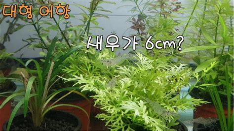 이끼 처리하는 6cm 거대 새우를 키워보자 열대어가 못괴롭혀요 ㅋㅋ 열대어 키우기 사육 베타 Youtube