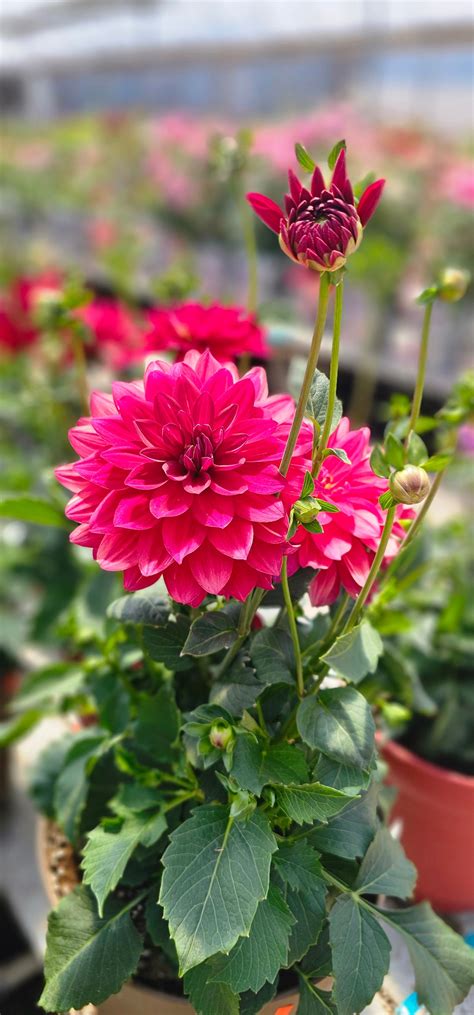 Amanda Adams Massage Amanda Adams Massage Therapist