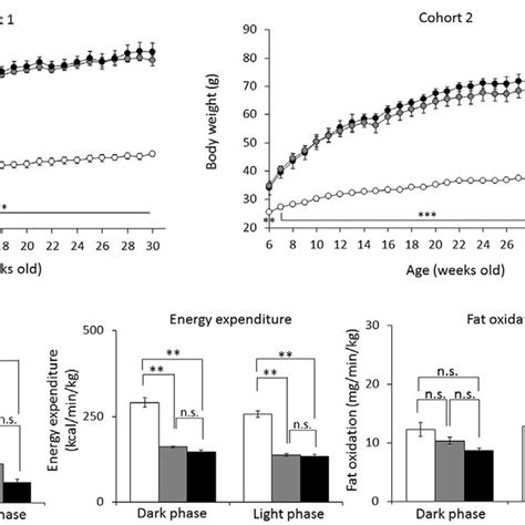 Body Weight Locomotor Activity Energy Expenditure And Fat Oxidation Download Scientific