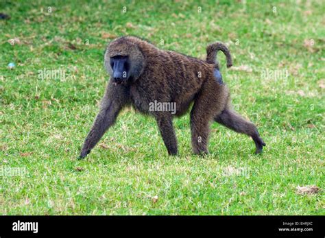 Baboon At Lake Nakuru National Park Great Rift Valley Kenya Africa