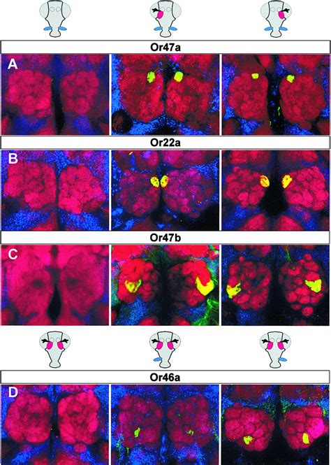 An Olfactory Sensory Map In The Fly Brain Cell