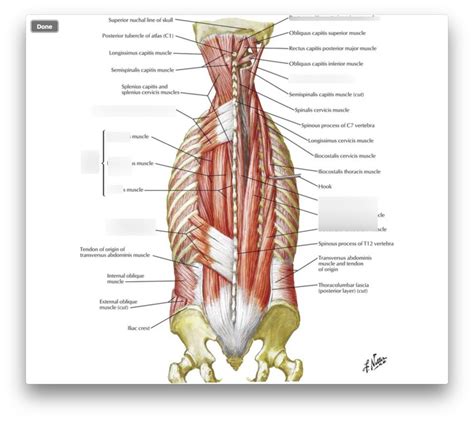 diagram of muscles of back intermediate layers quizlet